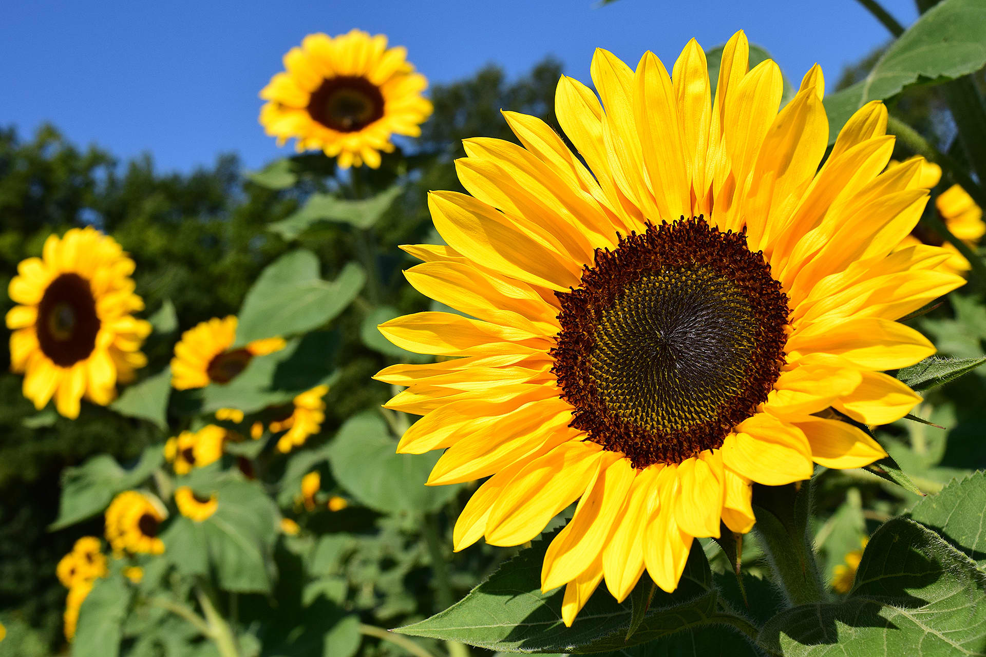Yellow Classroom Starters & Teaching Ideas - Twinkl