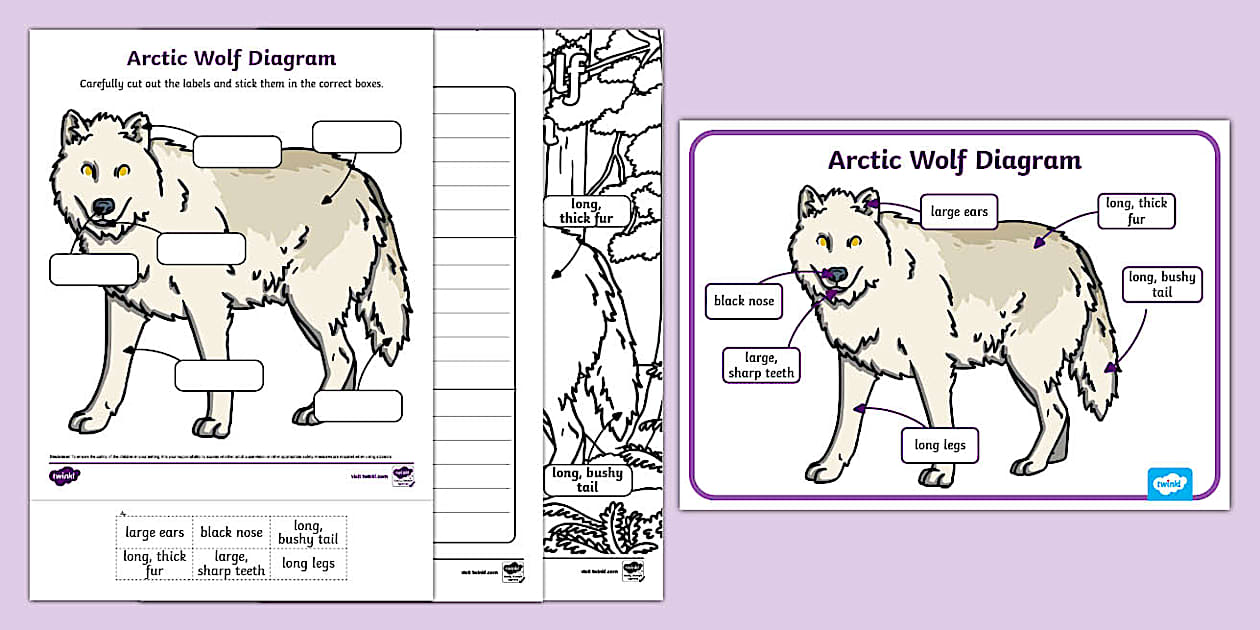 Arctic Wolf Diagram Activity Pack (teacher made) - Twinkl