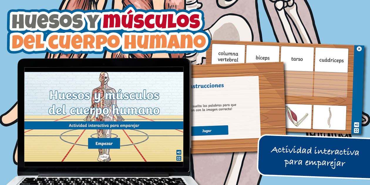 Actividad interactiva para emparejar: Huesos y músculos del cuerpo humano