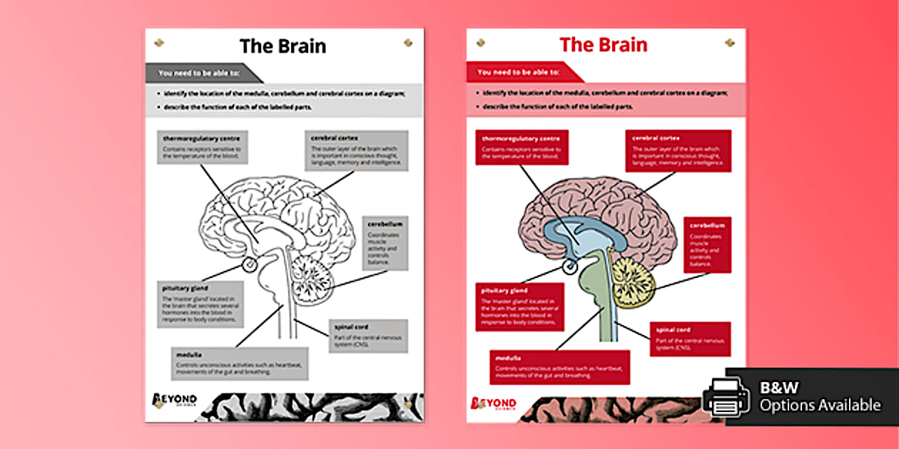 Parts of the Brain Poster | AQA GCSE Biology | Beyond