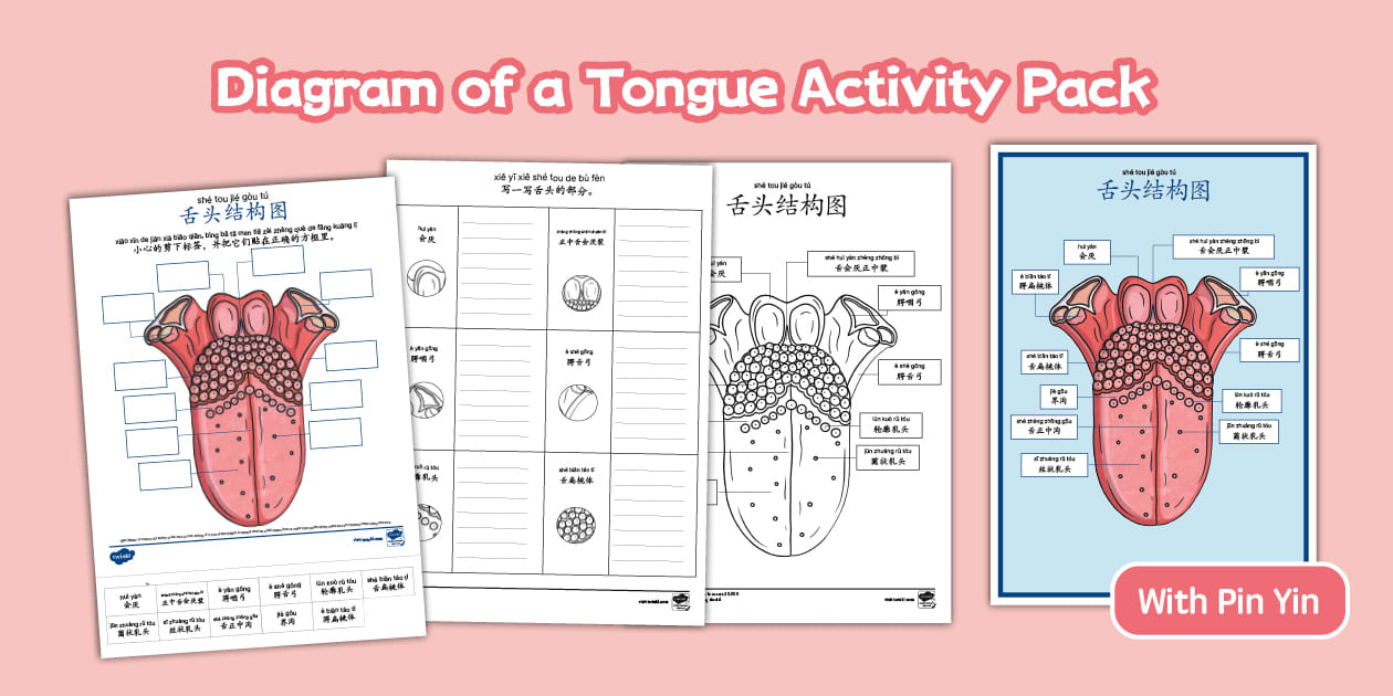Singapore Mandarin Tongue Parts Diagram with Pinyin Activity Pack