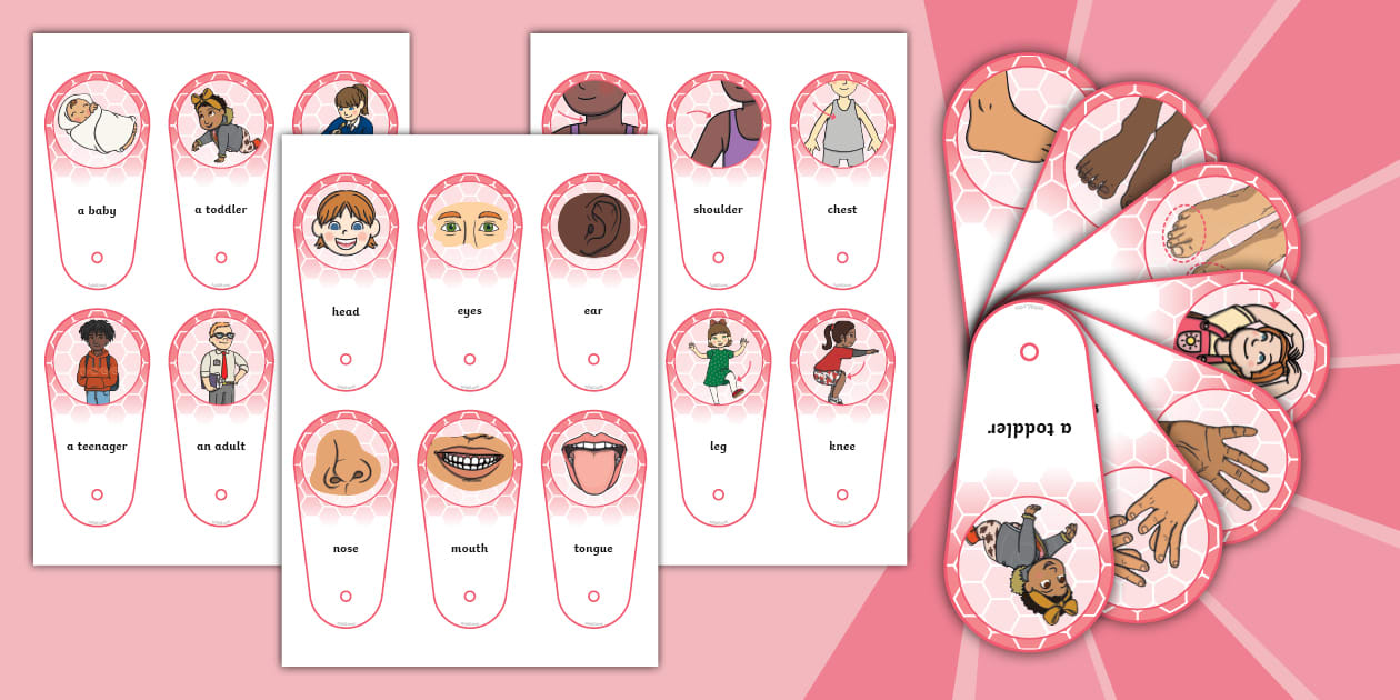 EAL My Body with English Word Fans (teacher made) - Twinkl