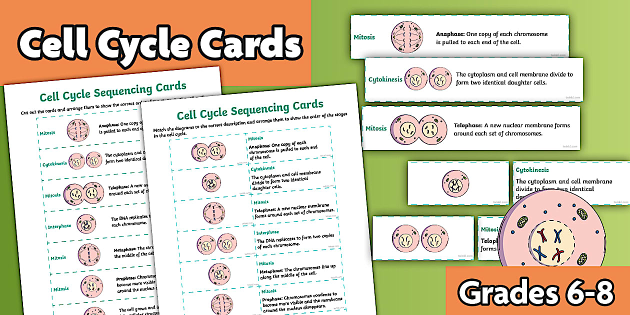 Cell Cycle Sequencing Cards for 6th-8th Grade - Twinkl