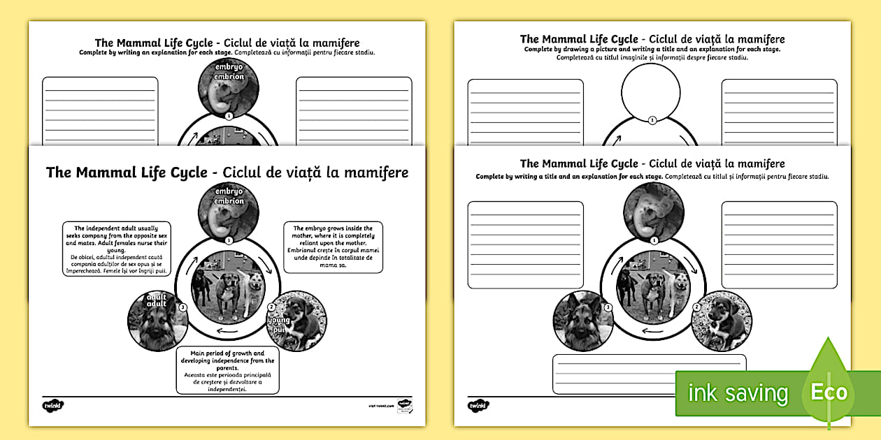 Mammal Life Cycle Worksheets English/Romanian - Mammal Life Cycle Display