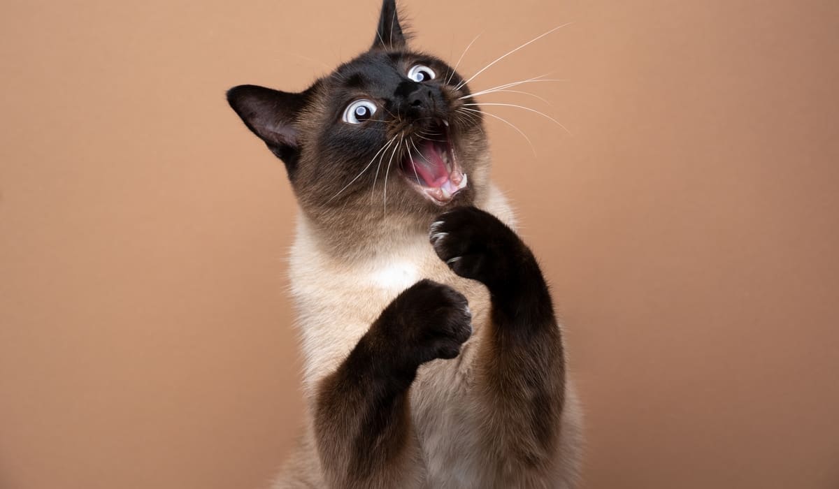 Should We Ban Pet Cats? - Twinkl NewsRoom - Twinkl