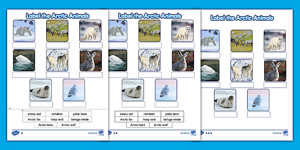 Label the Arctic Animals Differentiated Worksheet - Twinkl