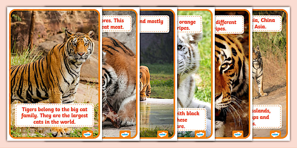 Tiger Facts Display Posters | International Tiger Day