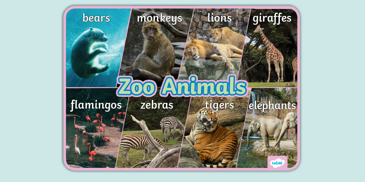 Zoo Animals Photo Display Poster (teacher made) - Twinkl