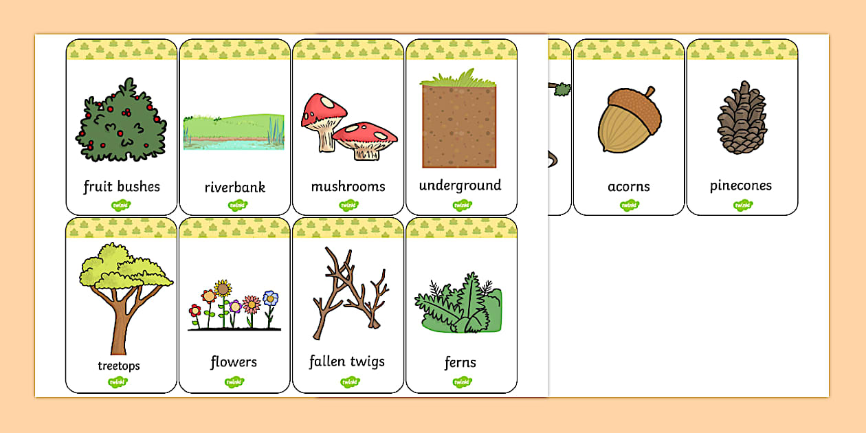 Woodland Animals Habitat Flashcards (teacher made) - Twinkl
