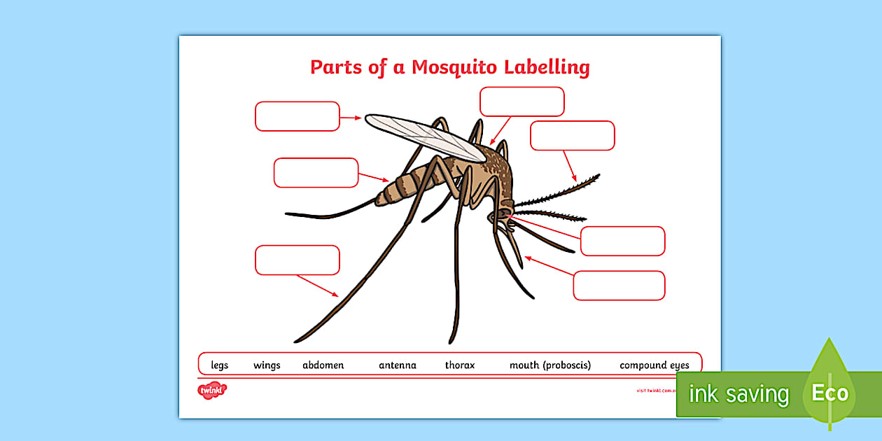 SA Part of a Mosquito Labelling Worksheet - Twinkl