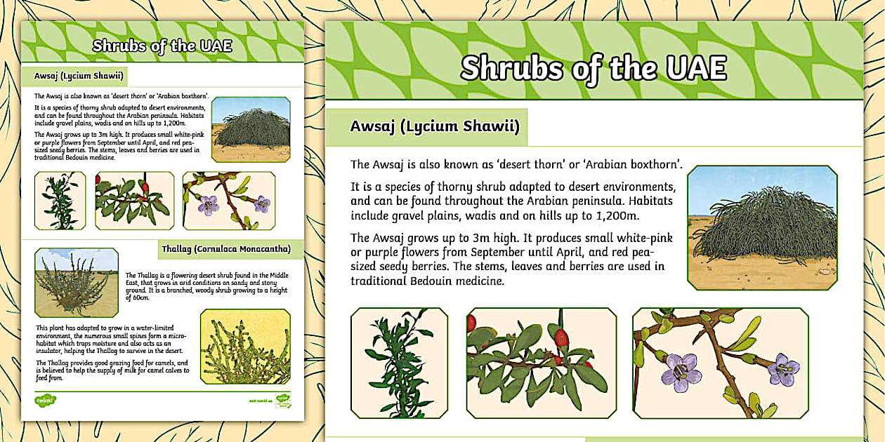 Fact File - Shrubs - UAE Plants (teacher made) - Twinkl