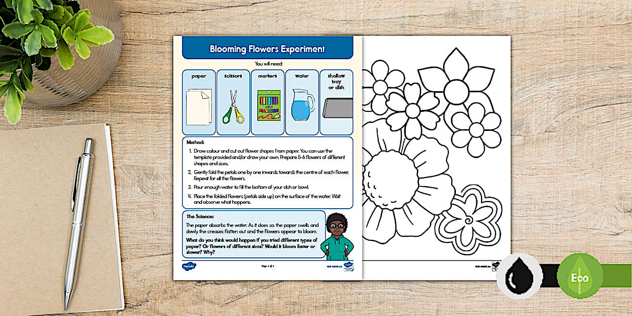 Blooming Flowers Experiment (teacher made) - Twinkl