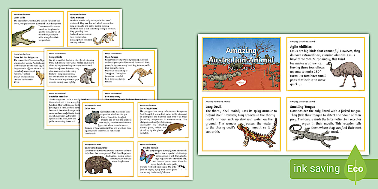 Amazing Australian Animal Fact Cards (teacher made) - Twinkl