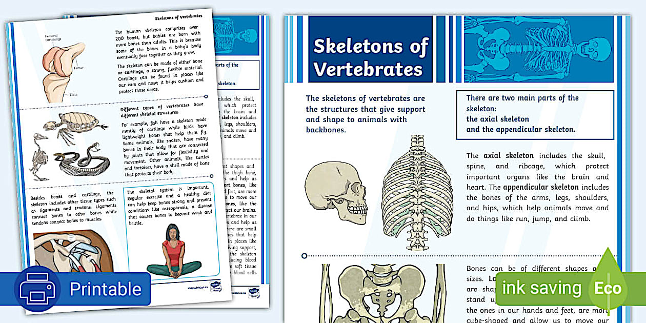 Vertebrate Skeleton Grade 5 Activity - Twinkl ZA - Twinkl