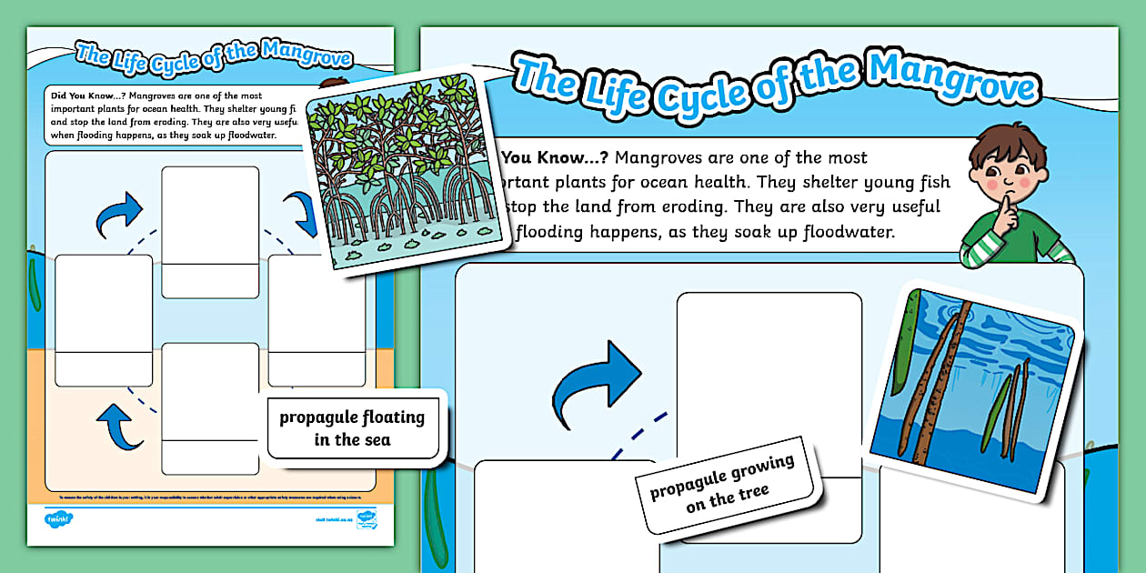 Mangrove Tree Life Cycle Cut and Paste Activity