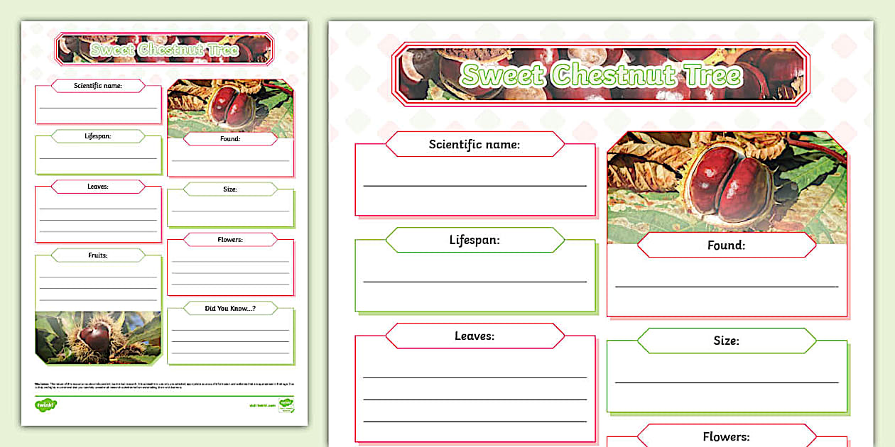 Sweet Chestnut Tree Fact File Template (teacher made)