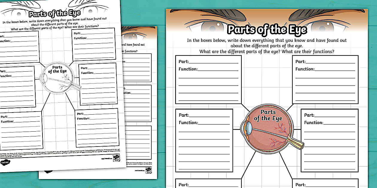 Parts of the Eye Mind Map (teacher made) - Twinkl