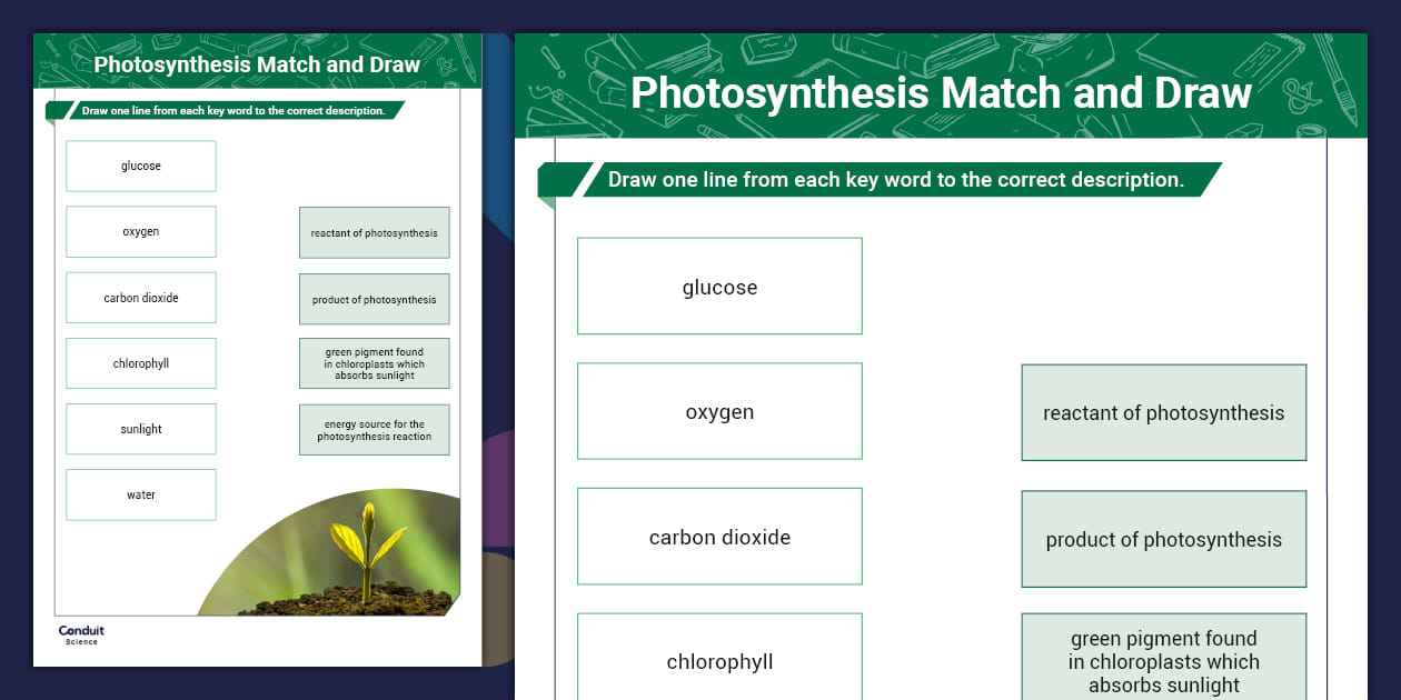 Photosynthesis: Match and Draw (Teacher-Made) - Twinkl