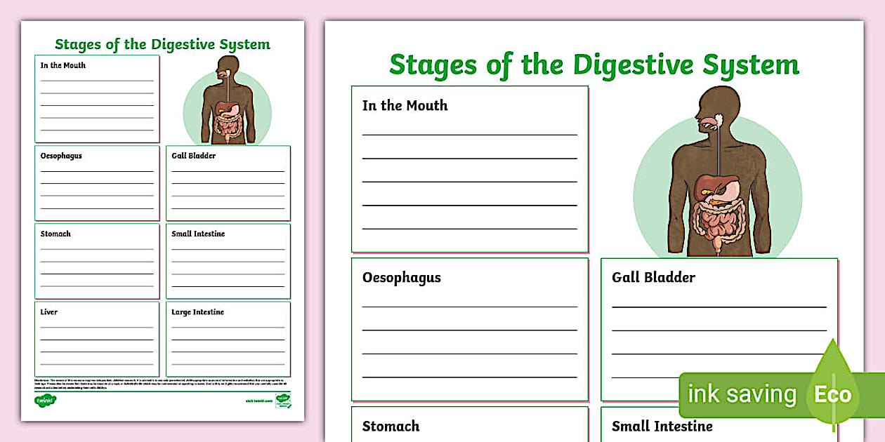 Stages of the Digestive System Fact File Template - Twinkl