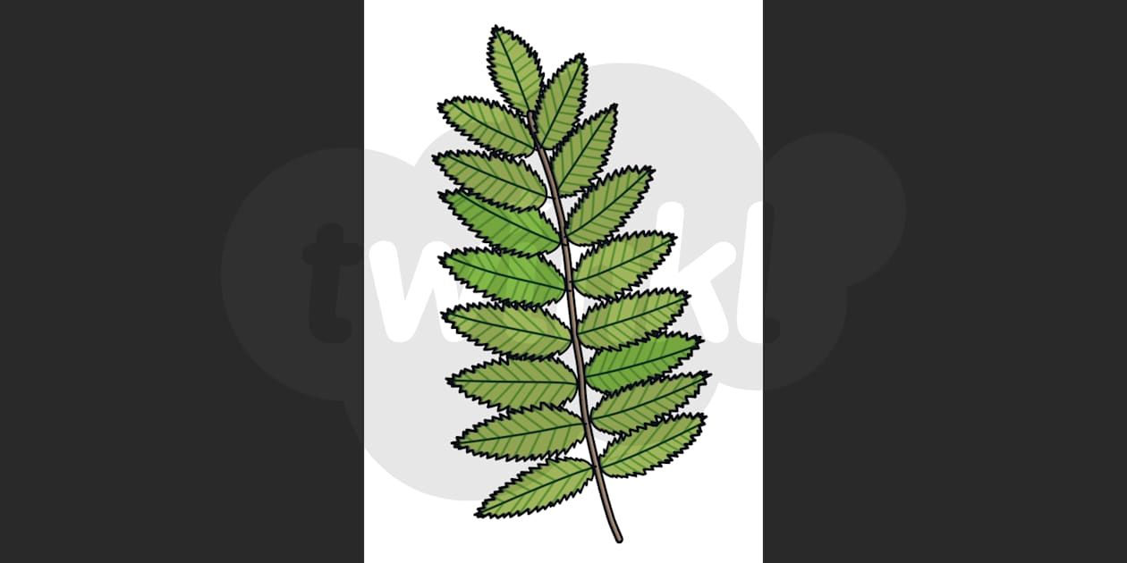 green leaf template