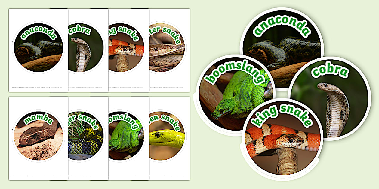 Snake Display Circle Photo Cut-Outs