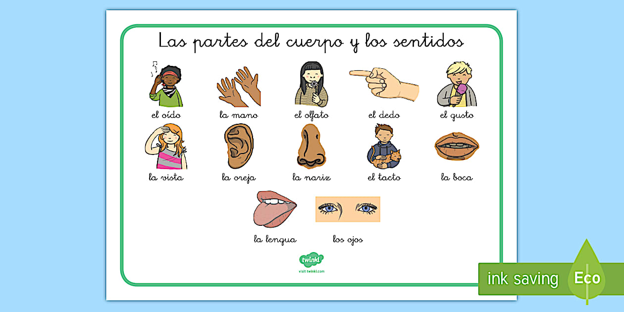 Tapiz de vocabulario: Las partes del cuerpo y los sentidos - tapiz de