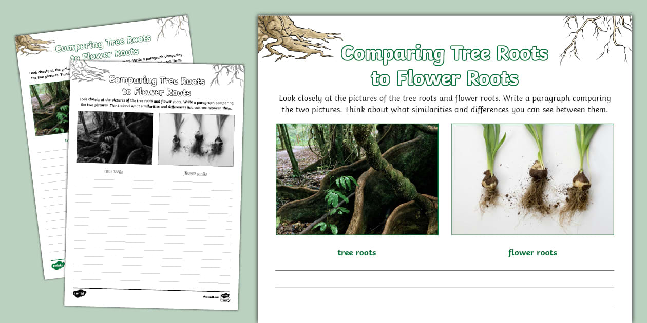 * NEW * Comparing Tree Roots to Flower Roots Worksheet * NEW * Comparing Tree Roots to Flower Roots Worksheet