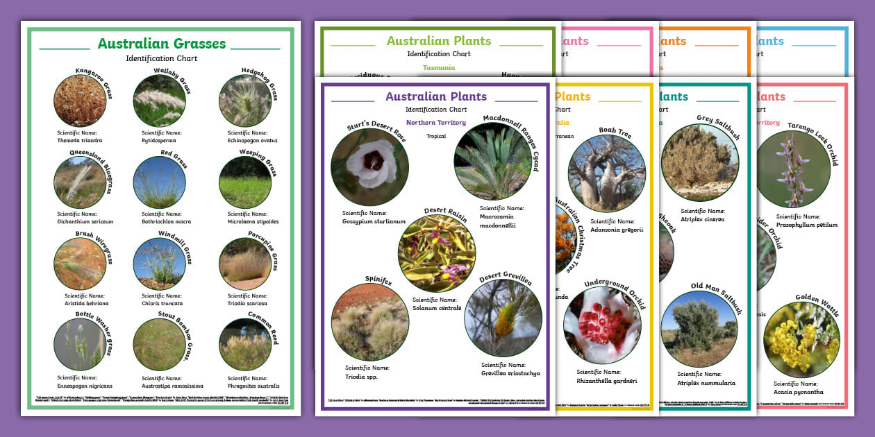Australian Plants and Grasses Identification Charts - Twinkl