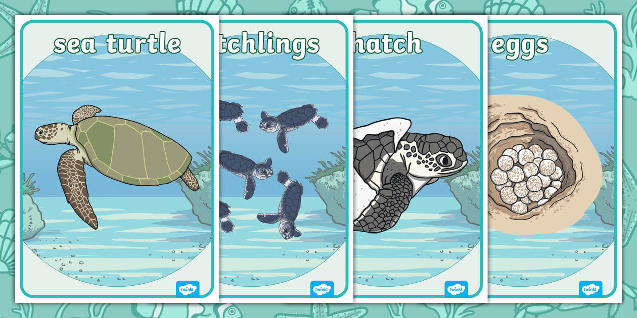 Sea Turtle Life Cycle Growth Posters | Twinkl (teacher made)