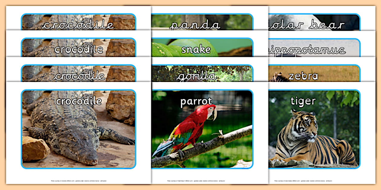 Zoo Animals Display Photos - ESL Zoo Animals Pictures