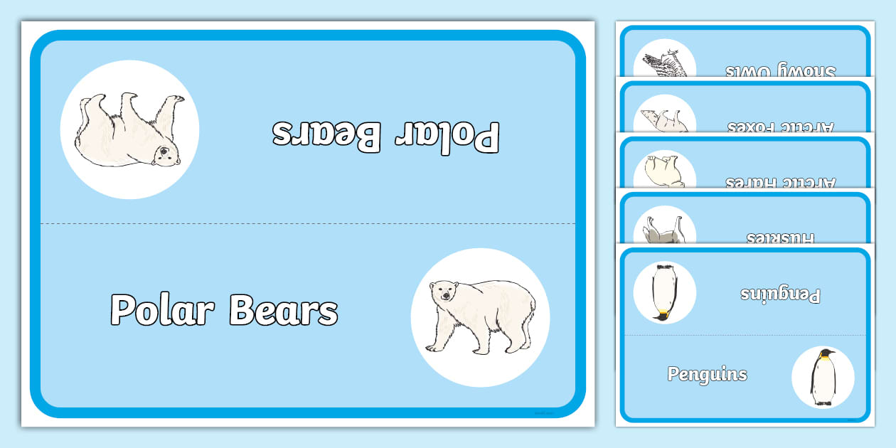 Polar Animals Group Table Signs (teacher made) - Twinkl