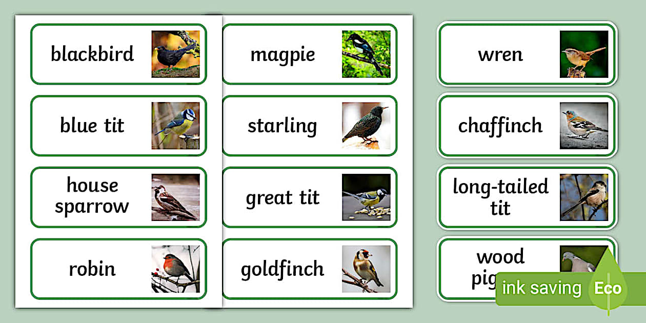 Garden Birds Word Cards | Twinkl