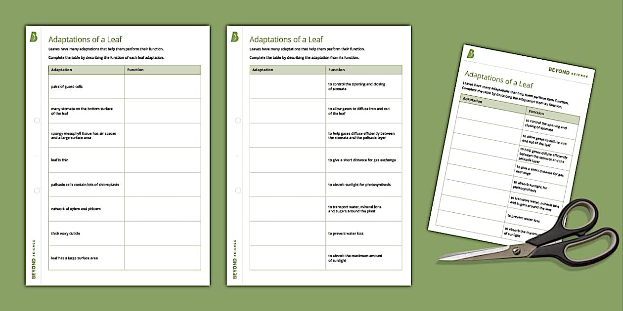Adaptations of a Leaf Worksheet | KS3 | Beyond Science