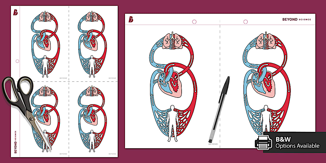 Double Circulatory System Illustration - Twinkl Double Circulatory System Illustration - Twinkl