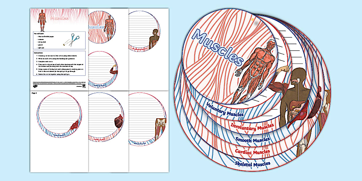 Muscles Circles Booklet - Twinkl Science (teacher made)