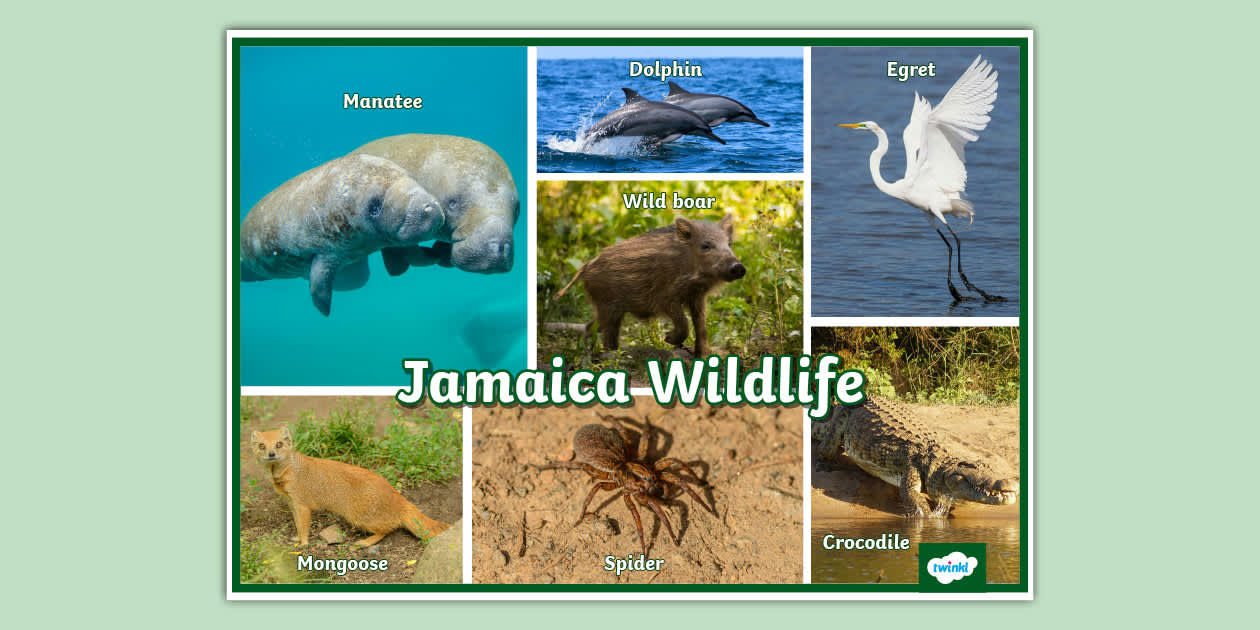 Jamaican Wildlife Poster (l'enseignant a fait) - Twinkl