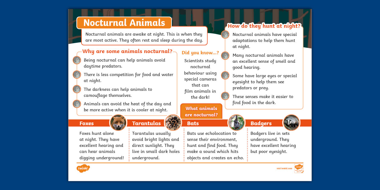 KS1 Nocturnal Animals Fact File | Simple Download - Twinkl