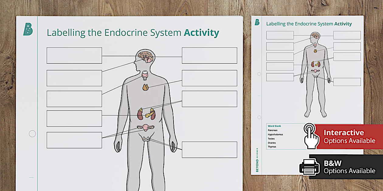 Endocrine System Worksheet PDF | Twinkl | Beyond Science