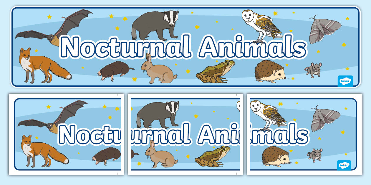 Nocturnal Animals Display Banner (teacher made) - Twinkl