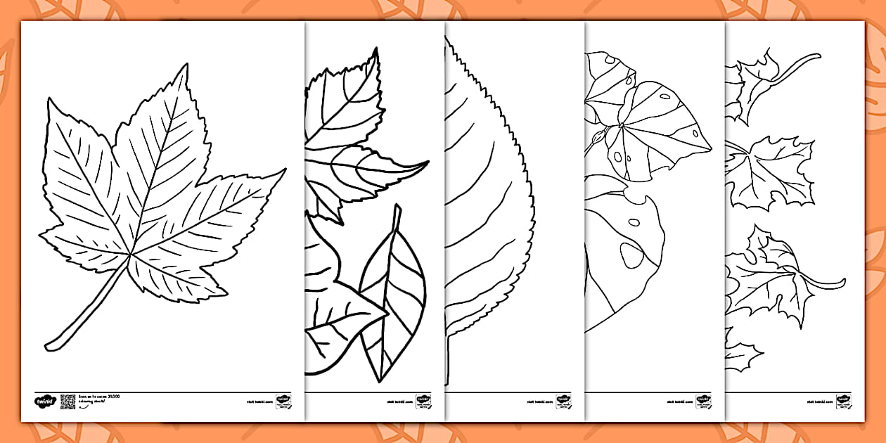 Templates of Leaves | Primary Resource | Twinkl - Twinkl