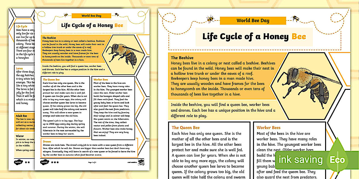 Life Cycle of a Bee Differentiated Reading Comprehension