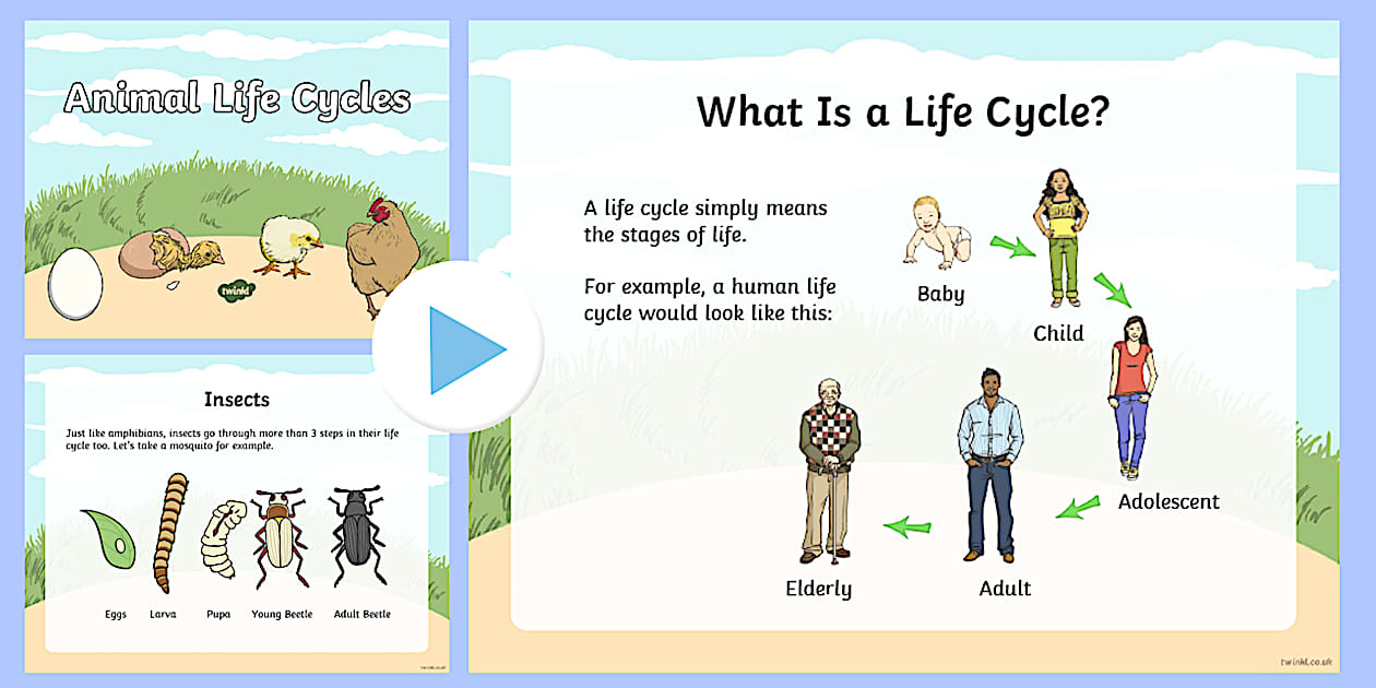 Animal Life Cycles PowerPoint (teacher made) - Twinkl
