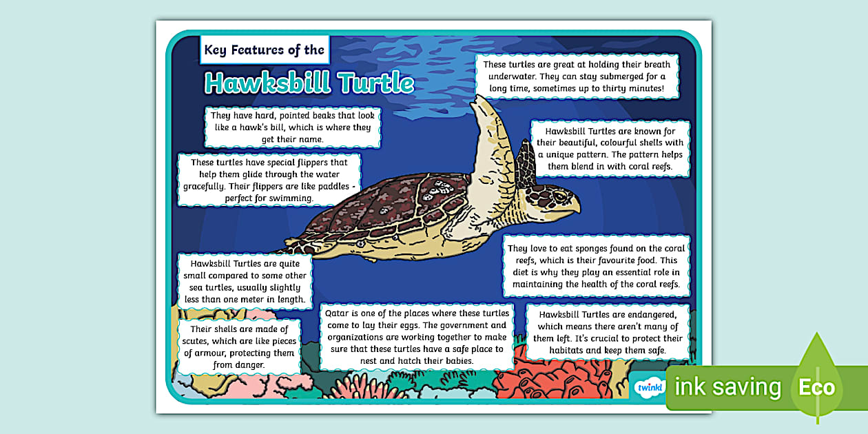 Key Features of the Hawksbill Turtle (teacher made) - Twinkl