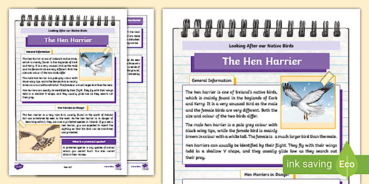 Looking After Our Native Birds Fact File - Twinkl