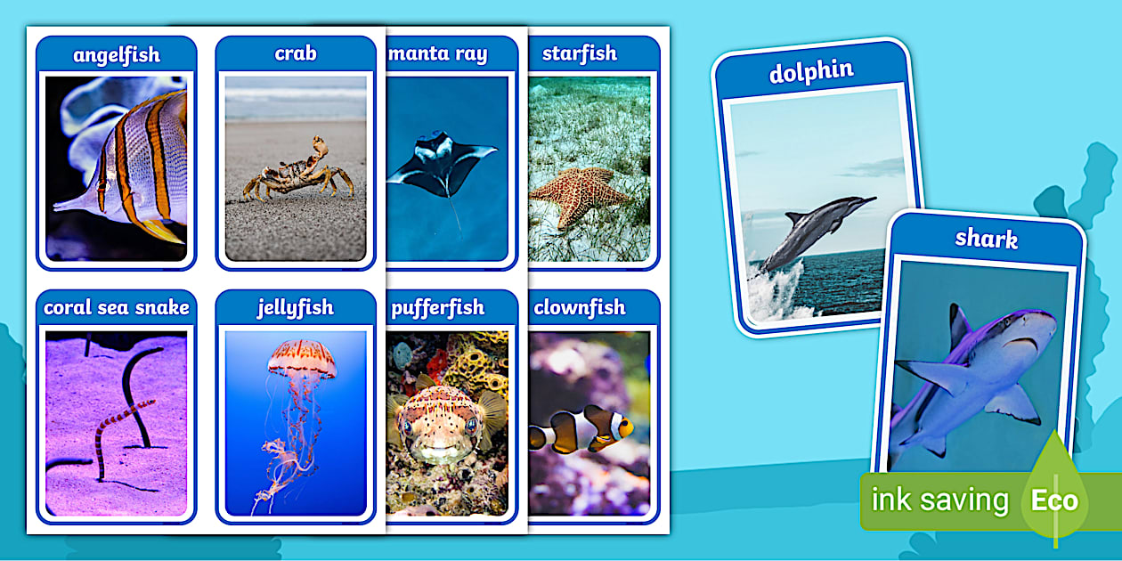 Editable Under the Sea Photo Flashcards (teacher made)