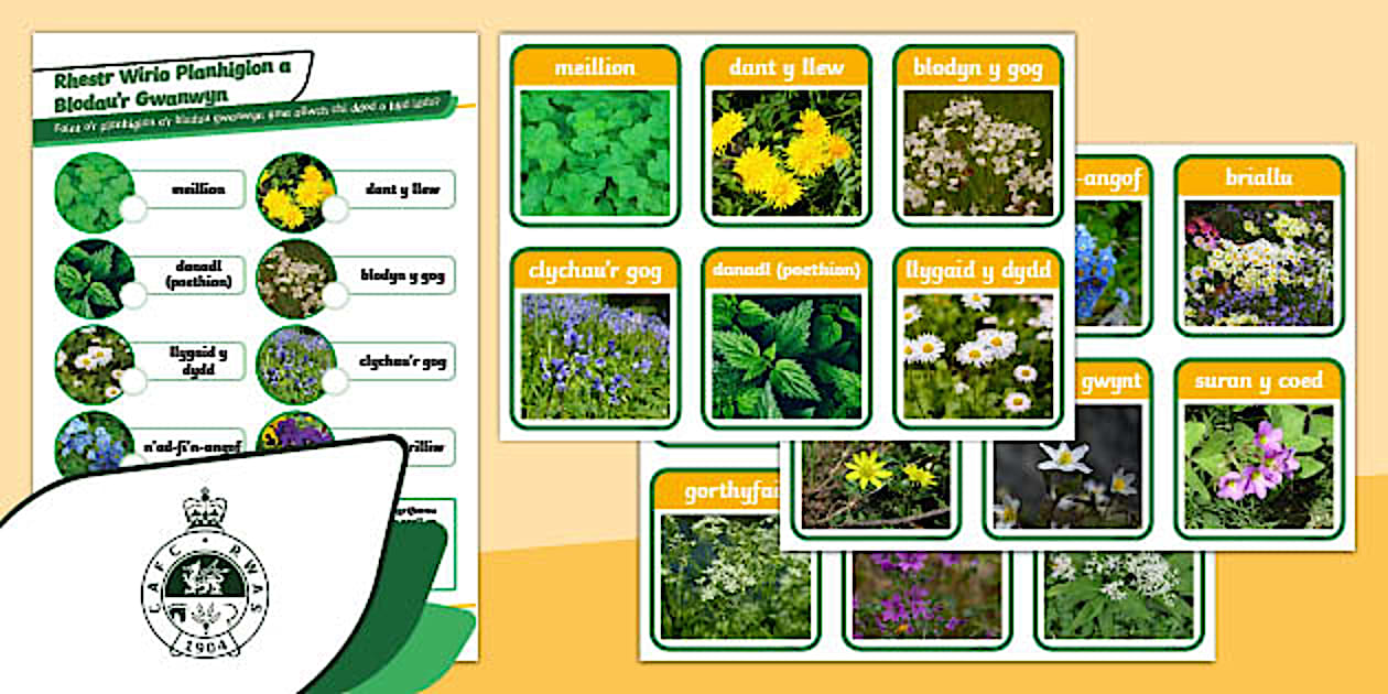 Gŵyl Wanwyn: Blodau Gwyllt Y DU