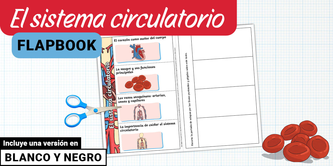 Flapbook: El sistema circulatorio - Twinkl