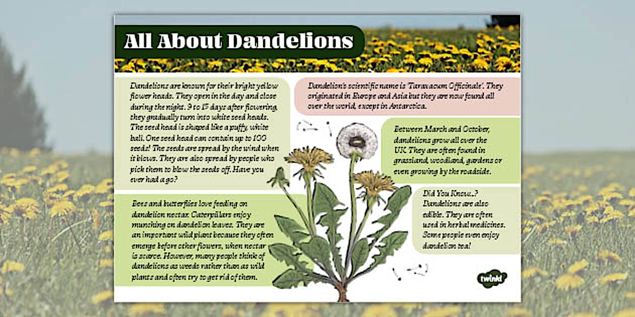 All About Dandelions (teacher made) - Twinkl