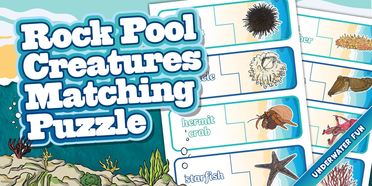 Under the Sea: Rockpool Creatures Matching Puzzle