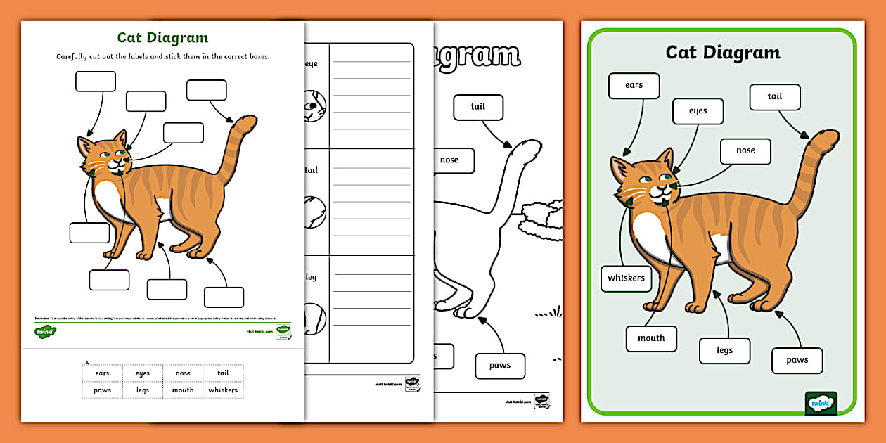 Cat Diagram Pack (Teacher-Made) - Twinkl